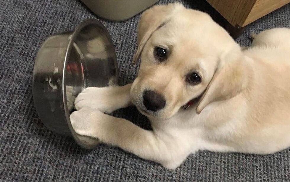 Canadian Guide Dogs for the Blind celebrates 40 years - rewarding ...