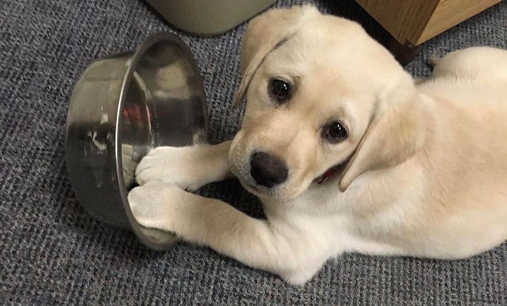 Canadian Guide Dogs for the Blind celebrates 40 years - rewarding ...