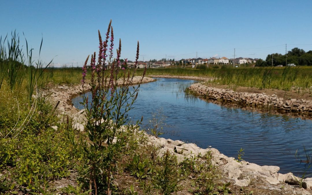 Discover the Carp River Conservation Area - Stittsville Central - Local ...