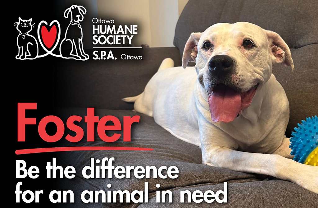 Fosters and Adopters Urgently Needed - 440 Animals in Humane Society ...