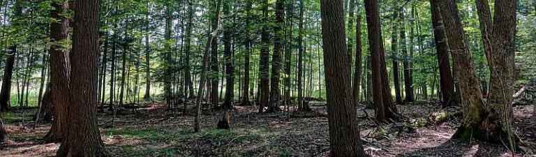 $17,400 Ontario Trillium Foundation Grant Improves Safe Trail Access at ...