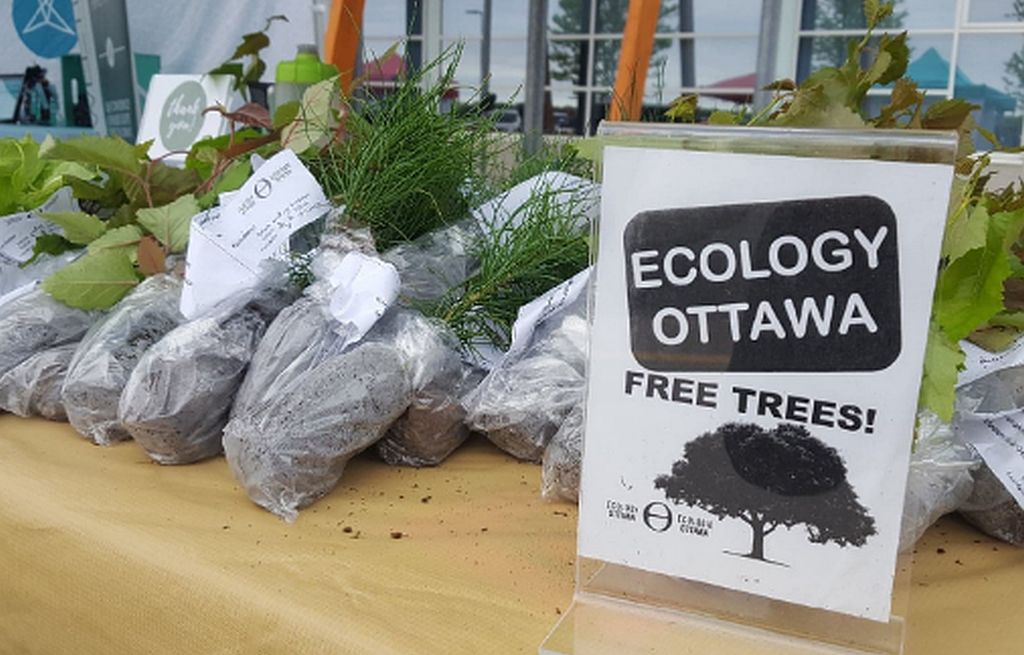 Free tree giveaway will help to grow Stittsville's tree canopy ...