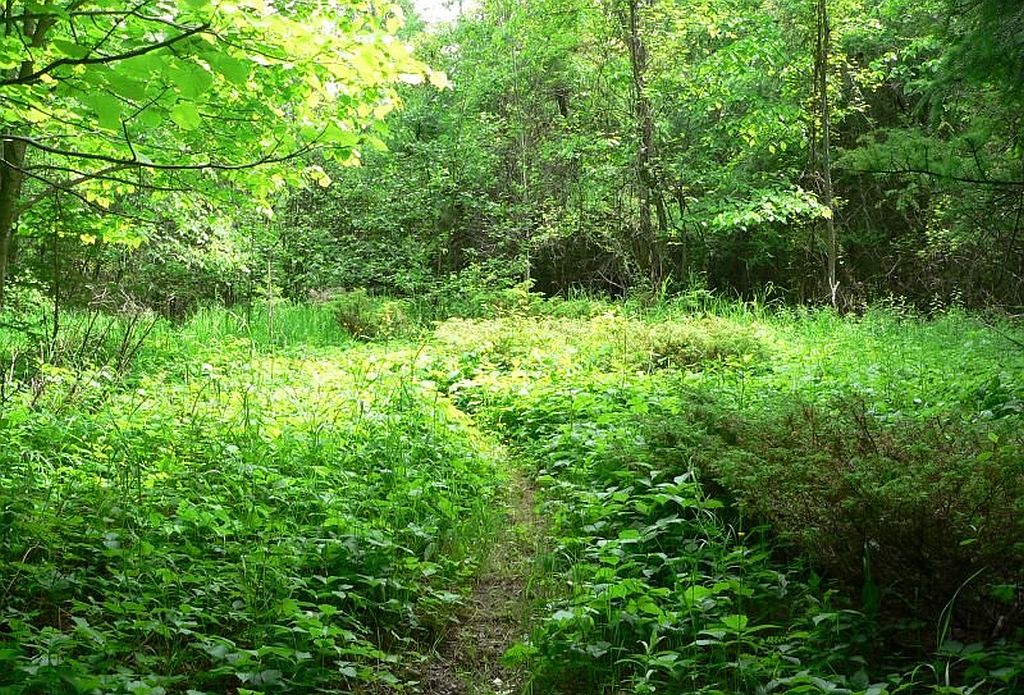 Encouraging all Canadians to "leaf" a mark during Tree Check Month ...