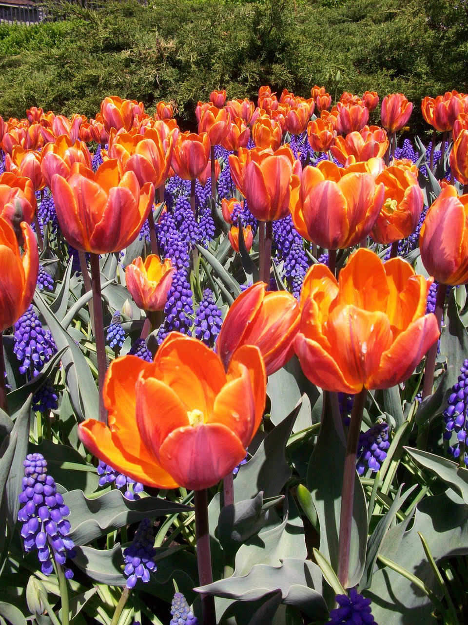 Stittsville artist Ana Maria Rutenberg to host Art by Nena at Amberwood ...