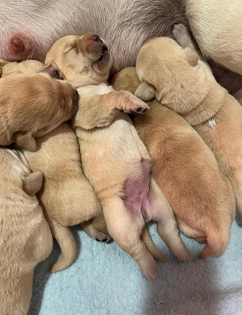 Canadian Guide Dogs for the Blind celebrates 40 years - rewarding ...